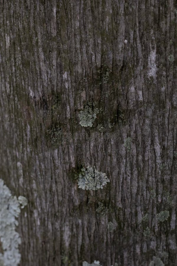 Texture of Moisture and Fungi on the Tree Stock Photo - Image of close ...