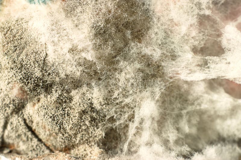 Texture of Mold and Fungi, Microbiology, Abstract Background Stock ...