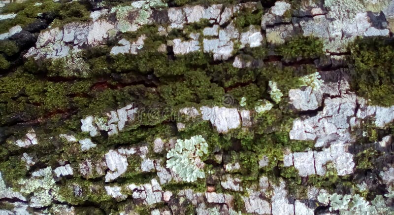 Texture of a Moldy Tree Bark Stock Image - Image of nature, abstract ...