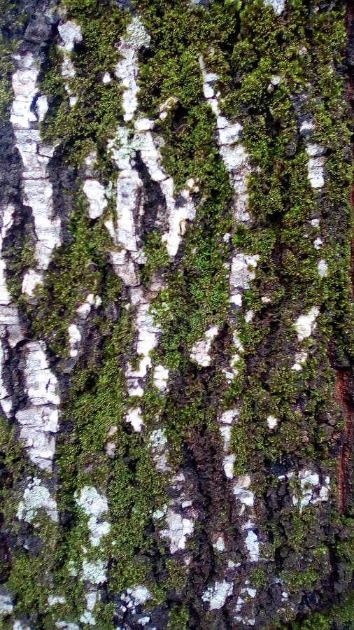 Texture of a Moldy Tree Bark Stock Photo - Image of wild, abstract ...