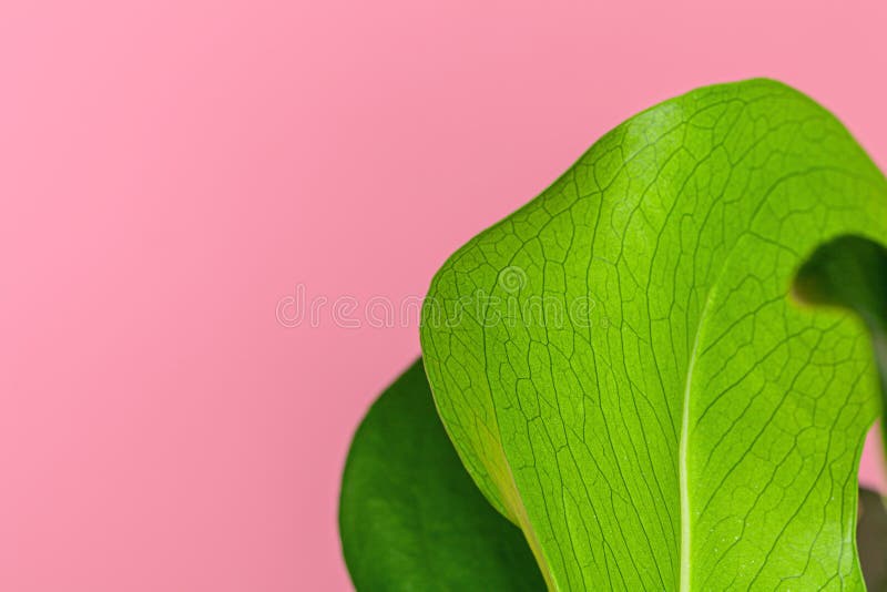 Texture of a Monstera Leaf Close Up on Pink Background Stock Photo ...