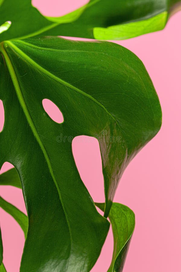 Texture of a Monstera Leaf Close Up on Pink Background Stock Photo ...