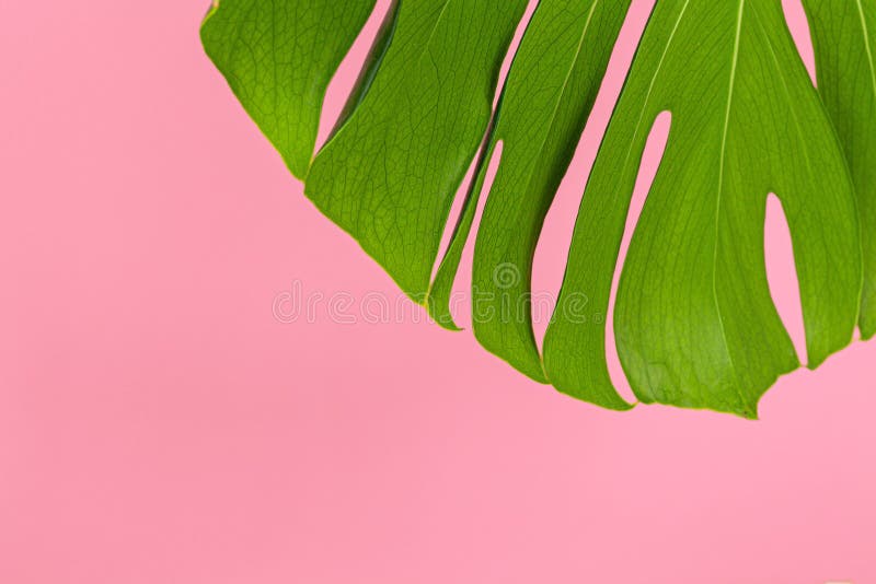 Texture of a Monstera Leaf Close Up on Pink Background Stock Image ...