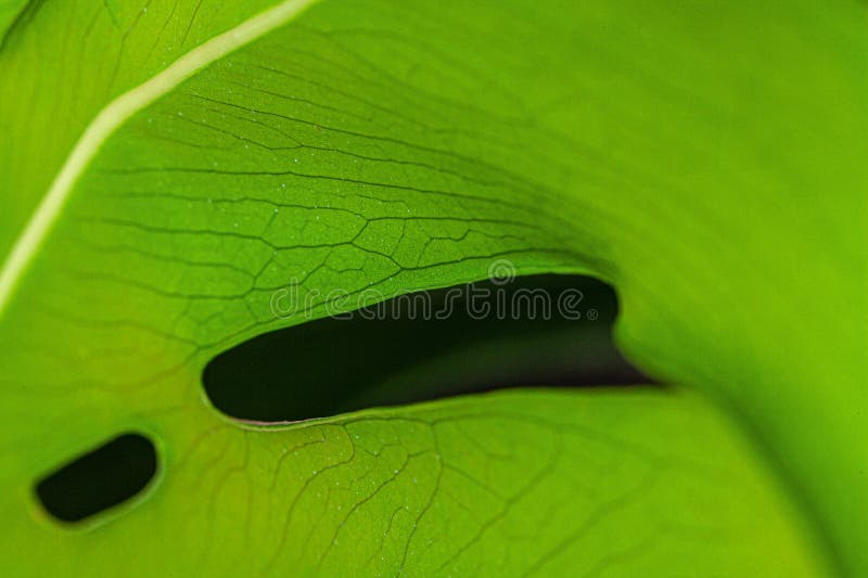 Texture of a Monstera Leaf Close Up on Pink Background Stock Image ...