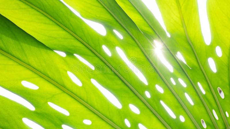 The Texture of Monstera Leaf in Natural Stock Image - Image of leaves ...