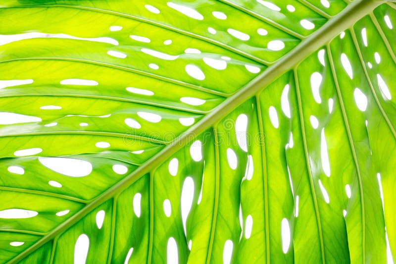 The Texture of Monstera Leaf in Natural Stock Image - Image of ...