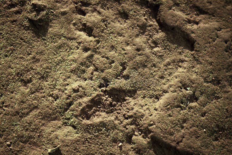 Texture of Moss Broken Brown Earth Surface Stock Photo - Image of ...