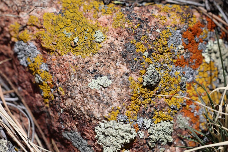 The Texture of a Moss and Fungus Covered Rock Stock Photo - Image of ...
