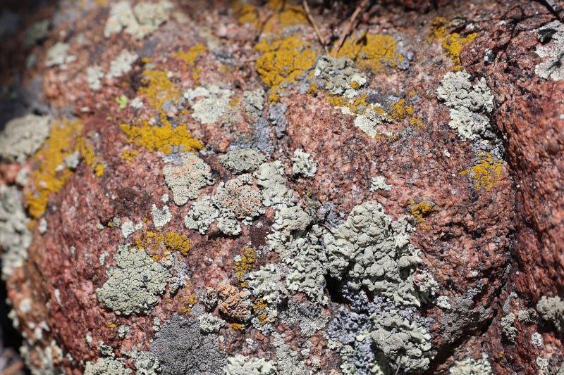 The Texture of a Moss and Fungus Covered Rock Stock Image - Image of ...