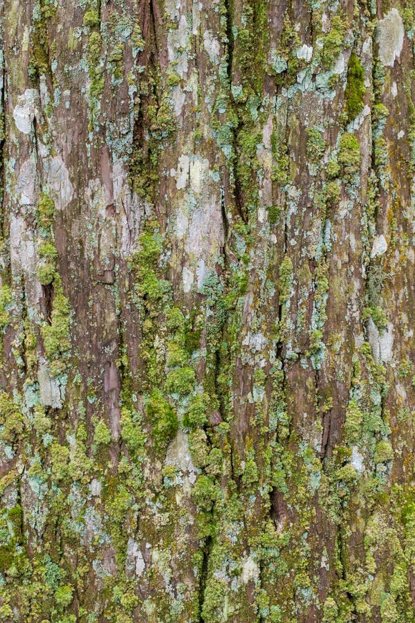 Texture of moss stock image. Image of lichen, humidity - 81116111