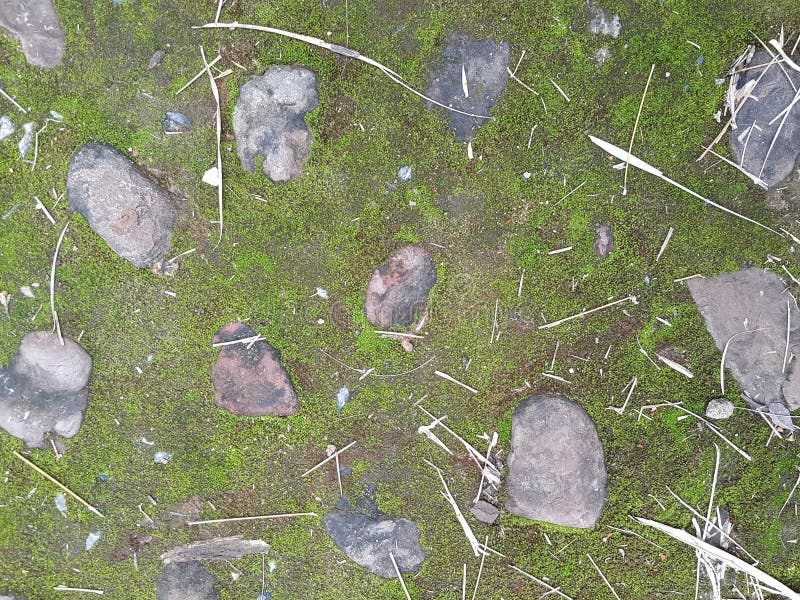 Texture moss road stock photo. Image of stone, leaf, moss - 57514656