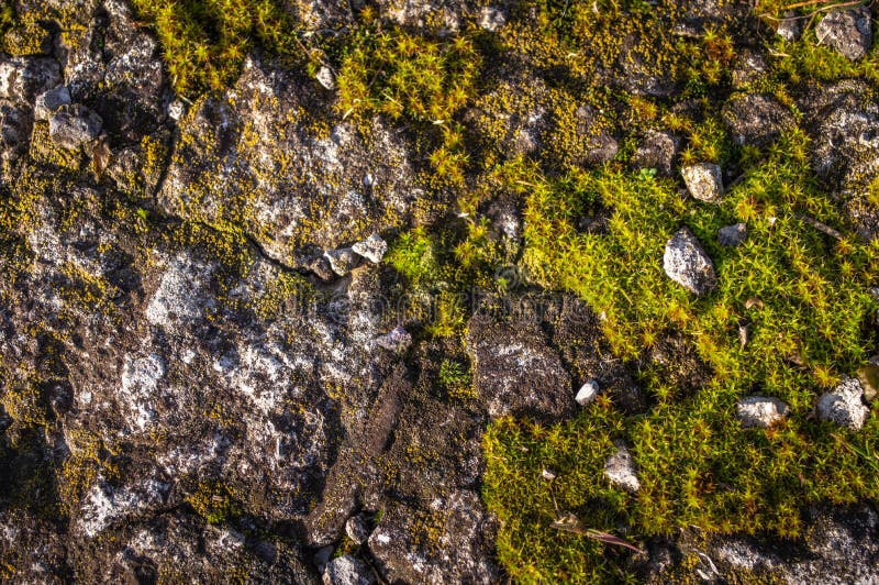 Texture of Moss and Stone Shot Close Up Stock Image - Image of stone ...