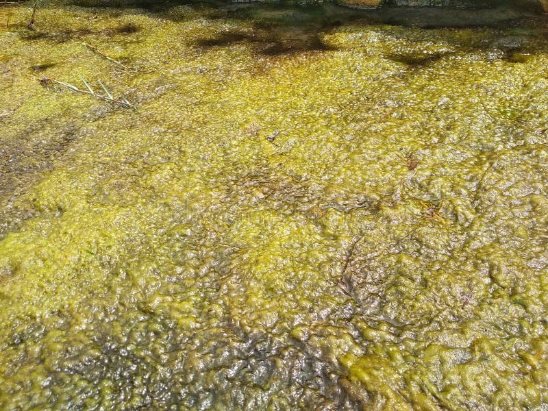 Texture Moss in the Swamp. Moss in the Swamp Stock Photo - Image of ...