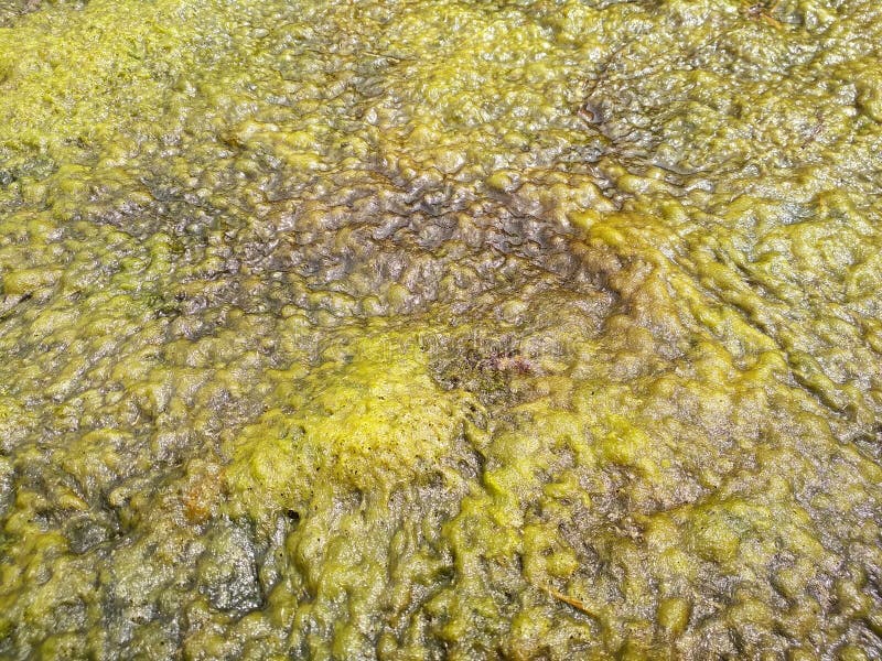 Texture Moss in the Swamp. Moss in the Swamp Stock Photo - Image of ...