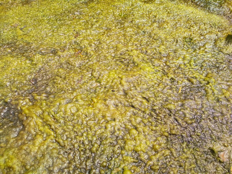 Texture Moss in the Swamp. Moss in the Swamp Stock Photo - Image of ...