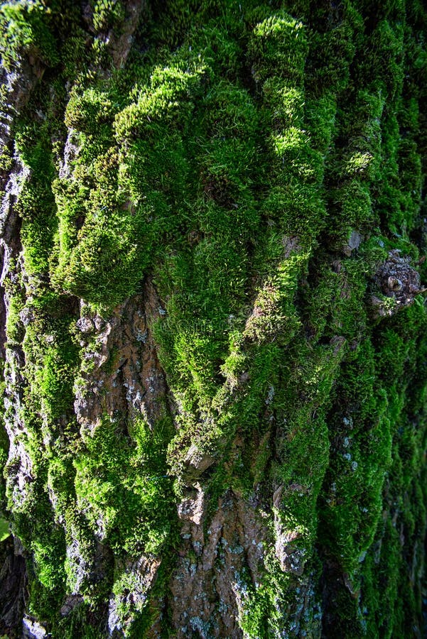 Texture of moss stock image. Image of lichen, natural - 100681919
