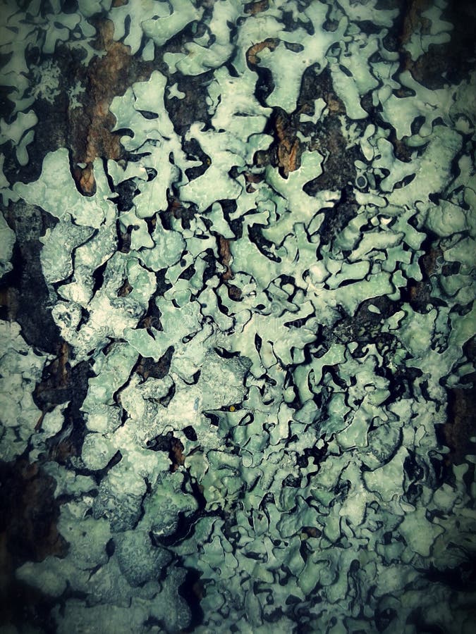 Texture of moss stock image. Image of polyps, closeup - 95256643