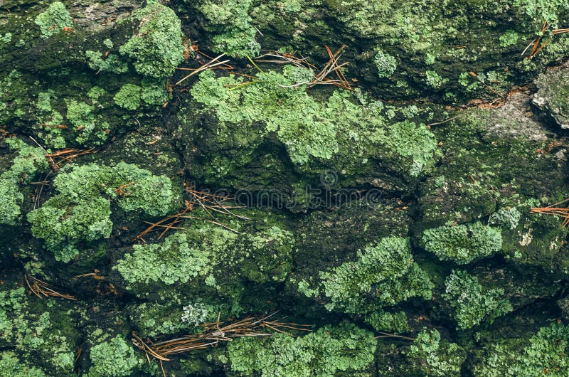 Texture of Mossy Birch Bark. Stock Photo - Image of natural, green ...