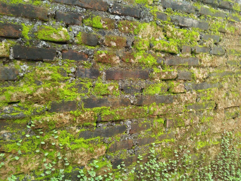 Texture of Mossy Brick Wall Stock Image - Image of geology, grass ...