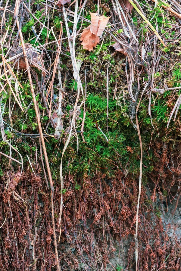 Texture of a Mossy Slope with Dried Leaves Stock Image - Image of grass ...