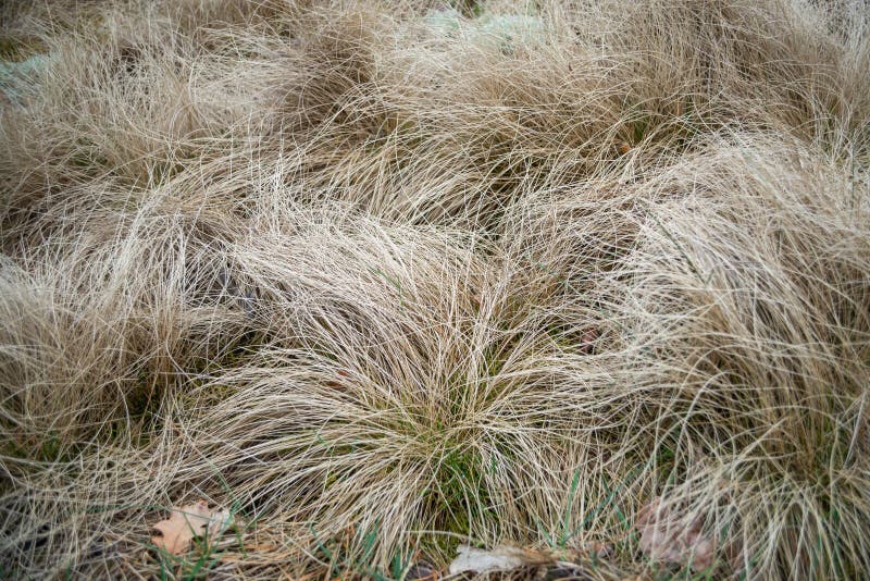 Texture of a Mound of Dry Grass in Autumn Stock Photo - Image of grainy ...