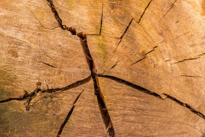 Texture of Mountain Ash Wood 2 Stock Photo - Image of carpentry ...