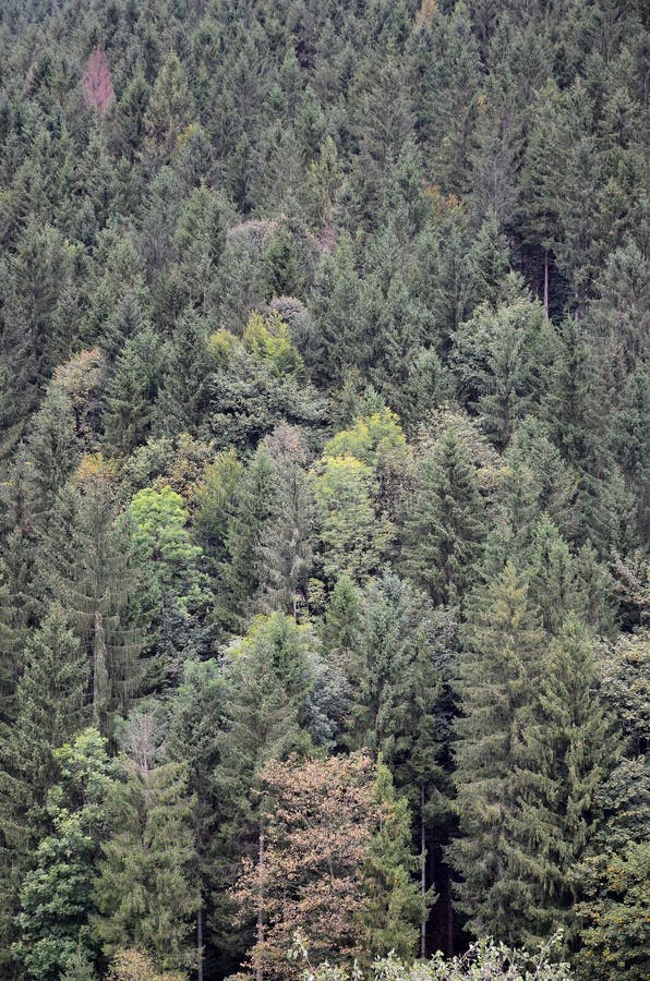 Texture of a Mountain Forest with Many Green Trees. View from Hig Stock ...
