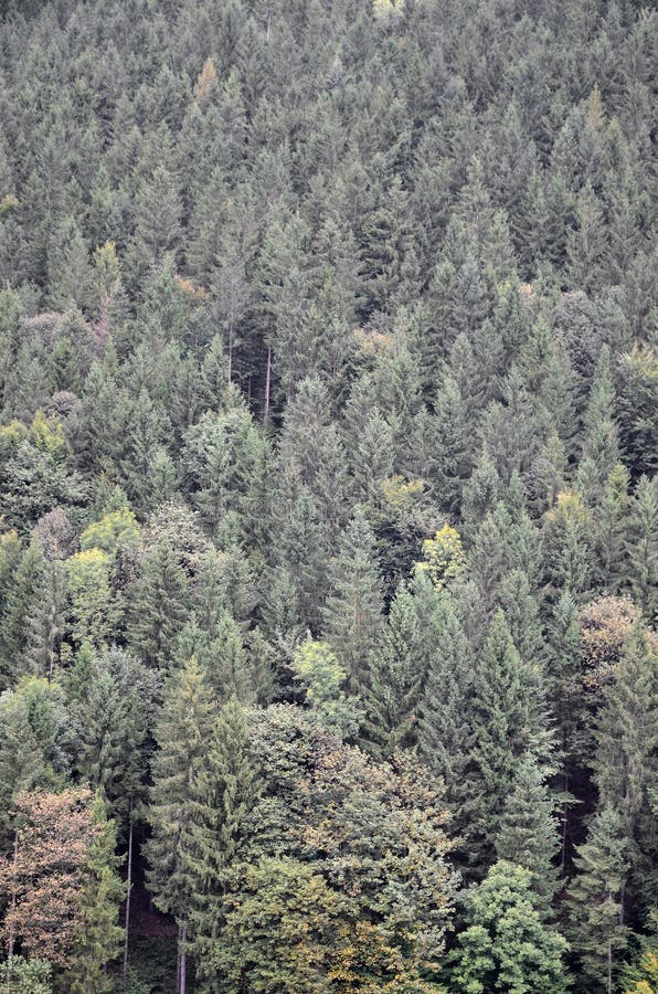 Texture of a Mountain Forest with Many Green Trees. View from Hig Stock ...