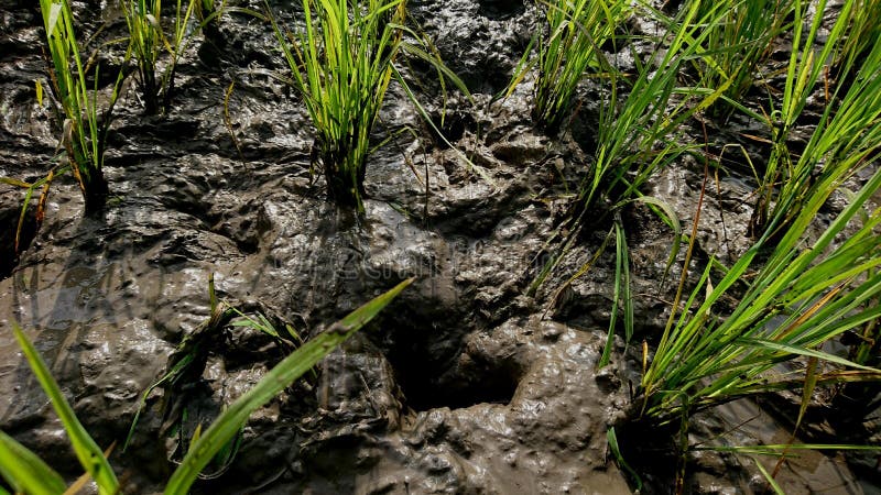 The Texture of Mud in the Rice Fields with Young Rice Plants Stock ...