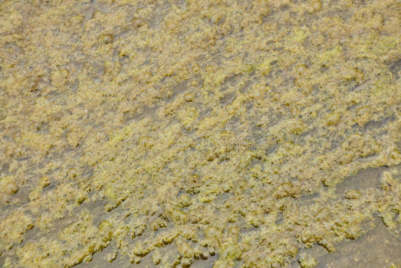 The Texture of a Muddy Puddle with Formed Mud and Quagmire Stock Photo ...