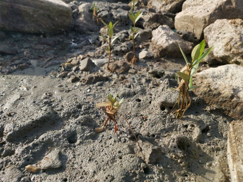 Texture of the Muddy Swamp Surface Stock Photo - Image of muddy, field ...