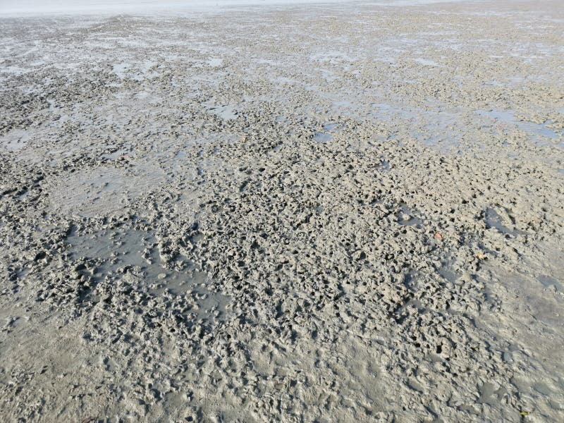 Muddy Swamp in the Fog stock image. Image of green, swampy - 99003263