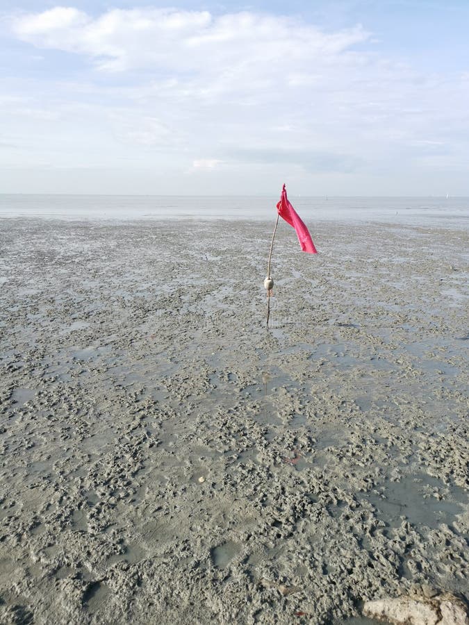 Texture of the Muddy Swamp Surface Stock Image - Image of pole ...