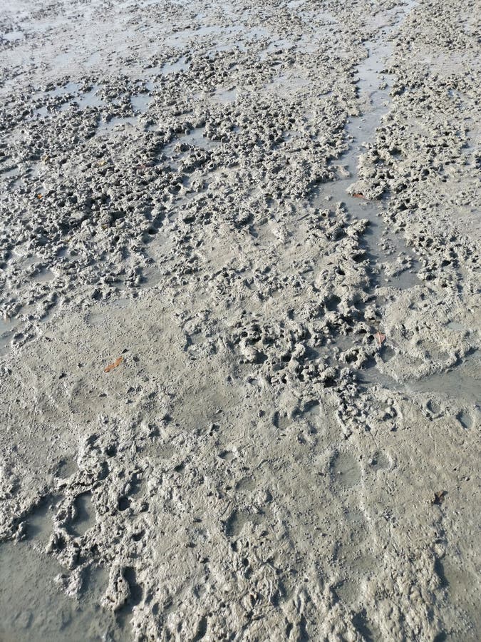 Texture of the Muddy Swamp Surface Stock Photo - Image of plant ...