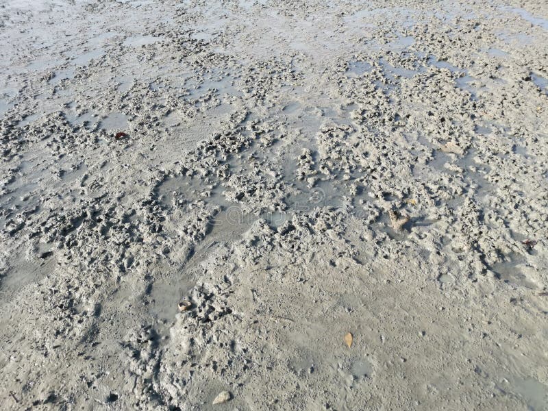 Texture of the Muddy Swamp Surface Stock Photo - Image of contaminate ...