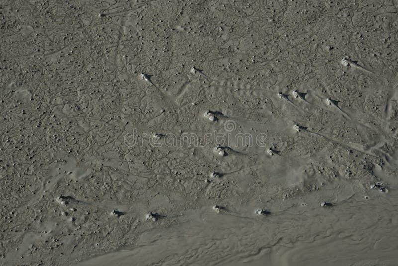 Texture of the Muddy Swamp Surface Stock Photo - Image of muddy, nature ...