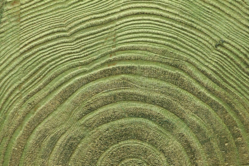 Painted tree. stock image. Image of timber, tree, grain - 237139585