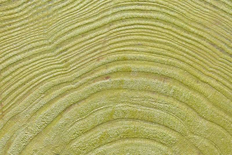 Painted tree. stock photo. Image of tree, nature, natural - 237139592