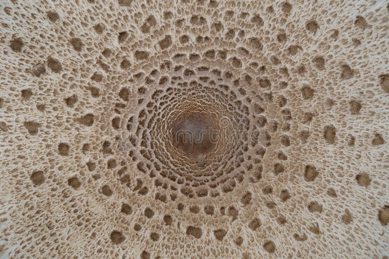 Texture of mushroom 5 stock photo. Image of organic, textured - 28300676