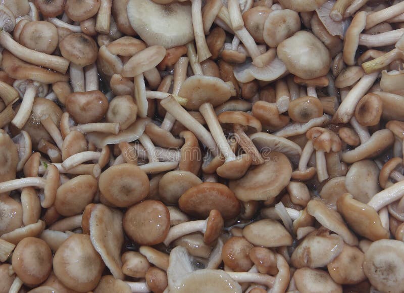Texture of Mushrooms Mushrooms Collected and Cleaned Stock Image ...