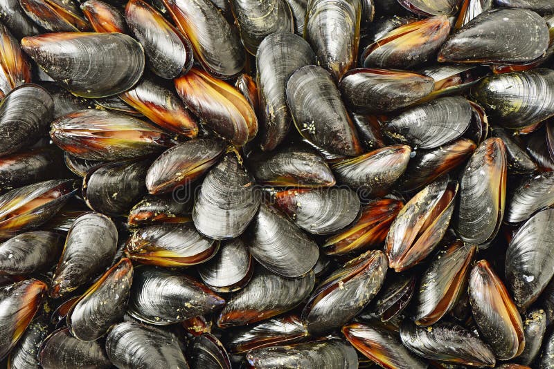 Mussel stock image. Image of nature, summer, looking - 107708633