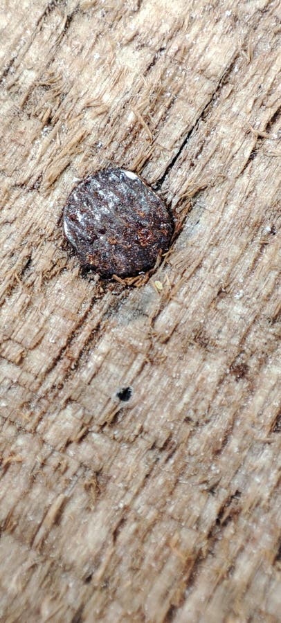 The Texture of the Nails in Wood, Rusty, Lint Stock Image - Image of ...