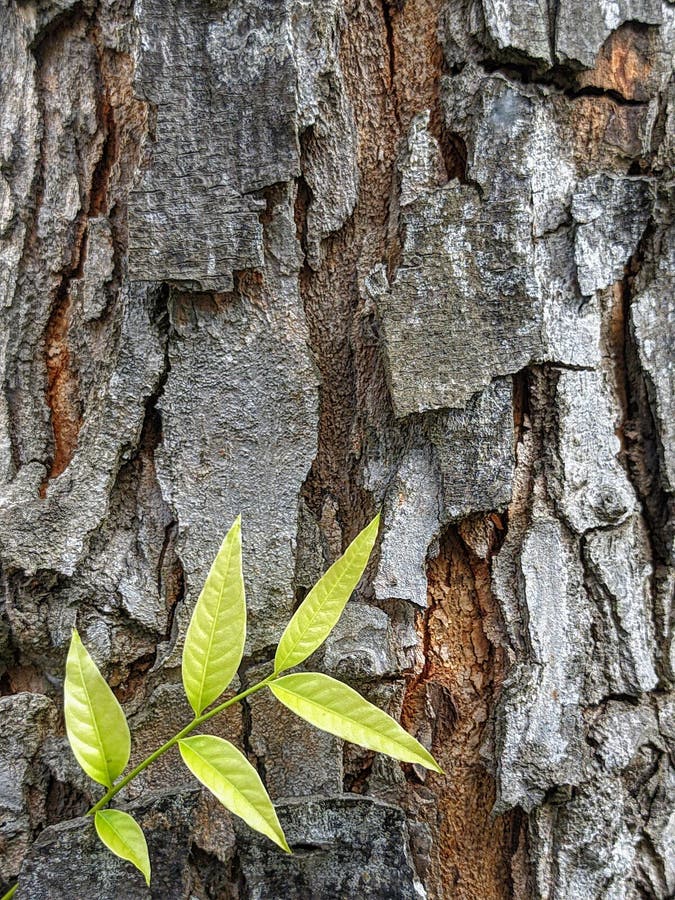 The Texture of the Natural Artificial Tree Bark is Good Stock Photo ...