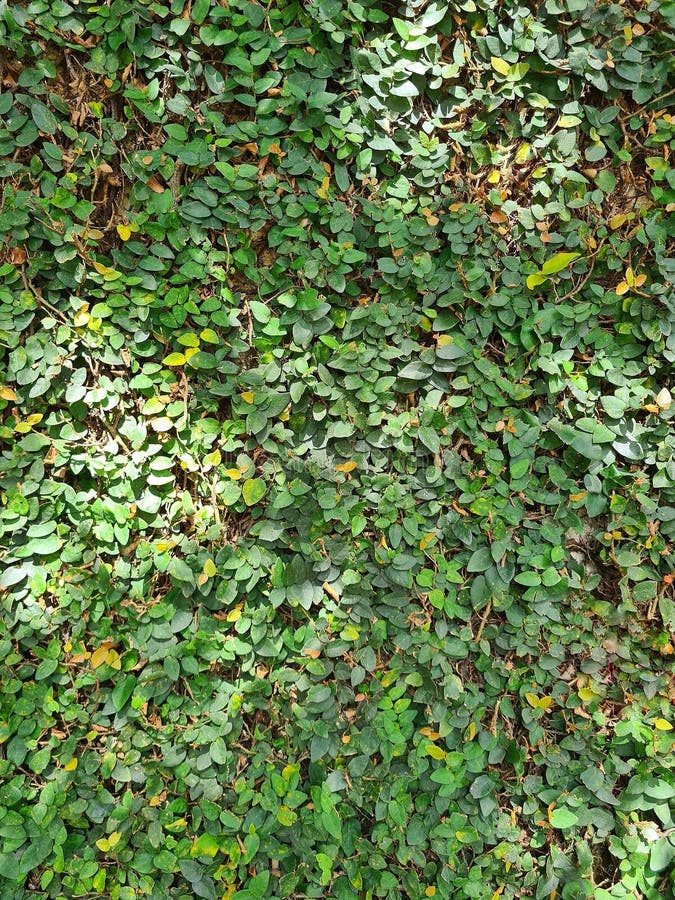 Texture with Natural Backdrop with Plants on the Wall Stock Photo ...