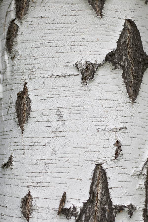 Texture of Natural Birch Bark. White Birch Tree with Black Stripes and ...