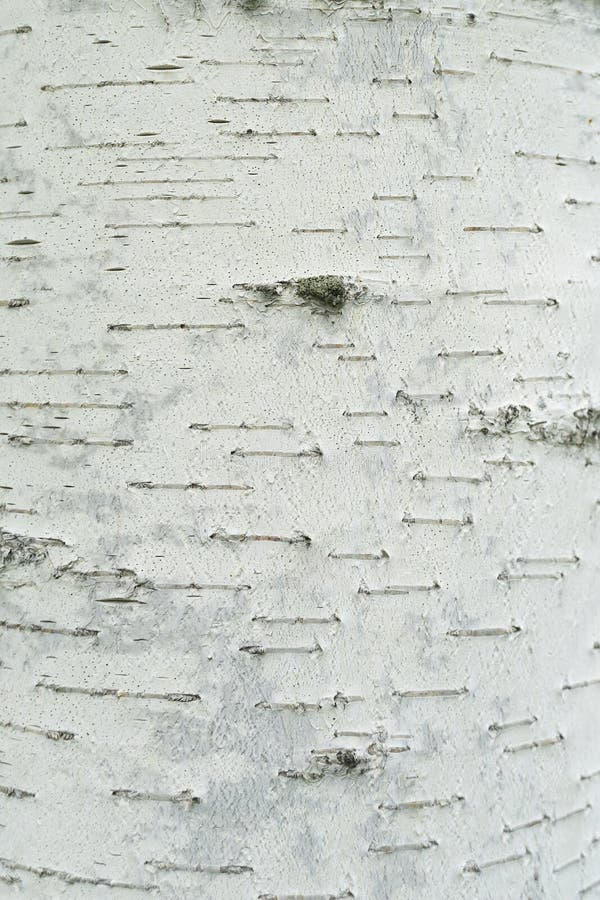 Texture of Natural Birch Bark. White Birch Tree with Black Stripes ...