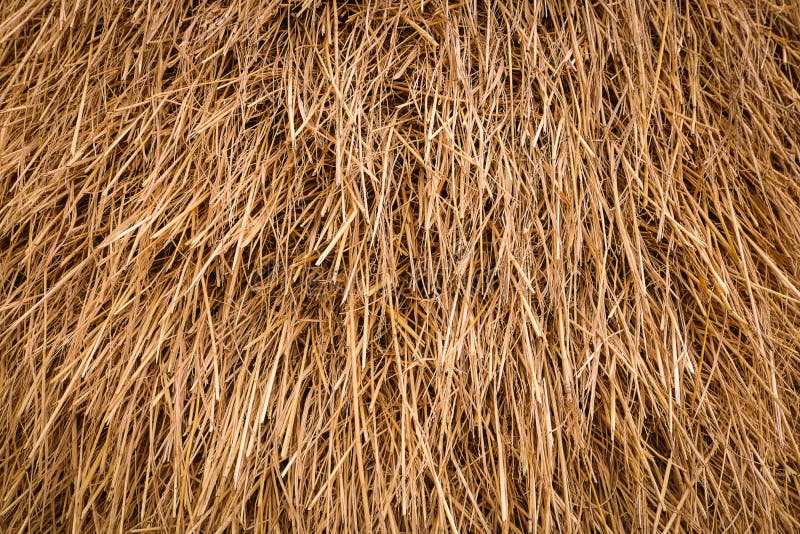Texture of Natural Dry Straw Background Stock Image - Image of pile ...