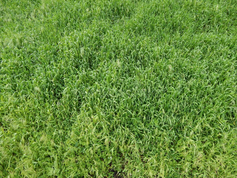 Grass Material Texture Map on the Ground Stock Image - Image of ...