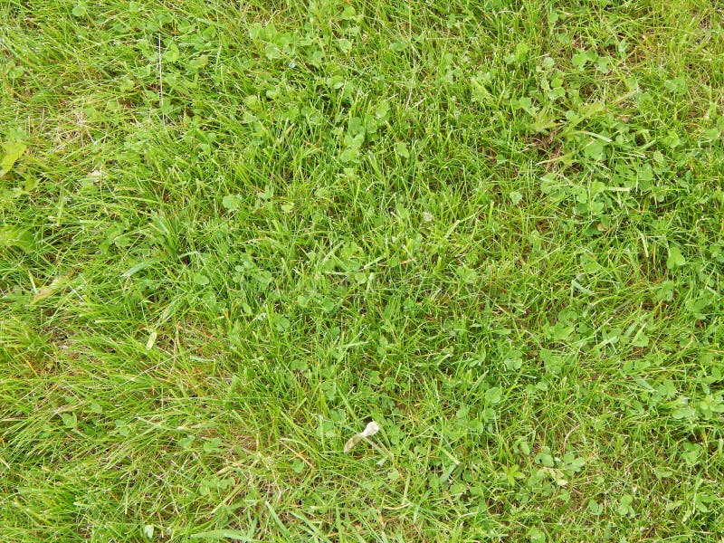 Grass Material Texture Map on the Ground Stock Image - Image of ...