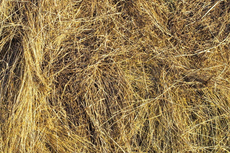 Texture Natural Hay in the Autumn Harvest on the Farm Stock Photo ...